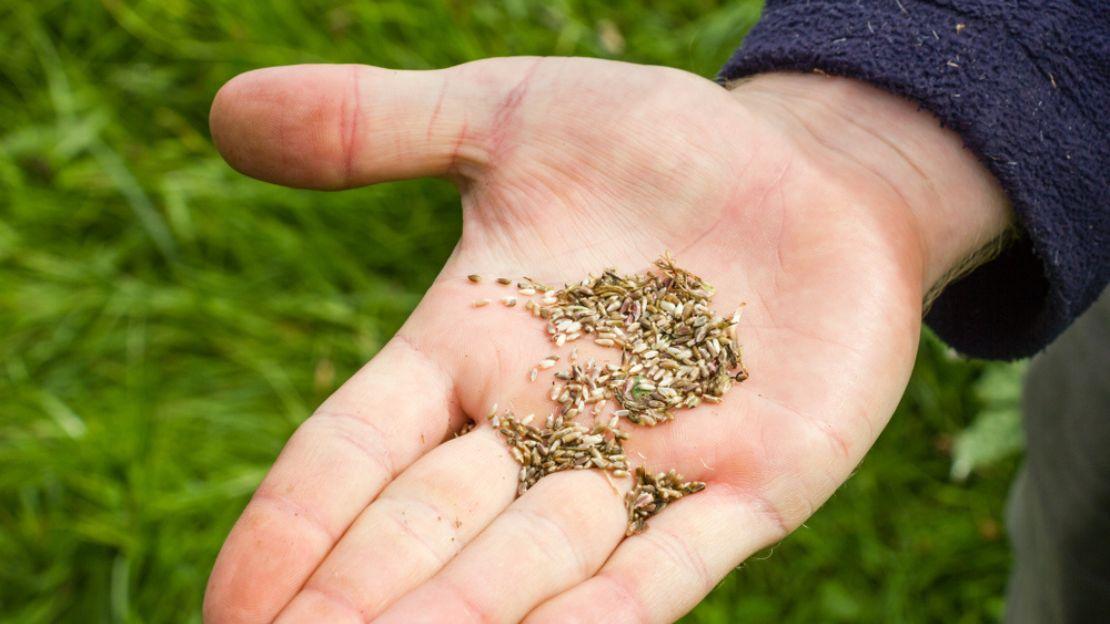 Free Seeds – No Catch. Just Flowers (and habitat) - Staincross Apiaries